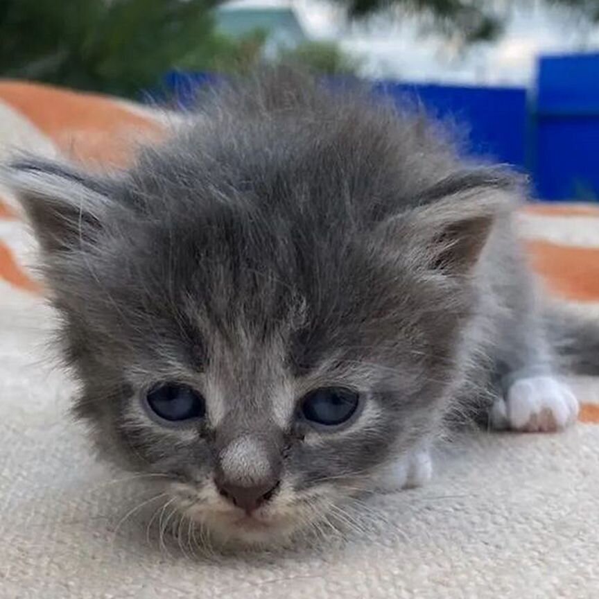 Котёнок в добрые руки