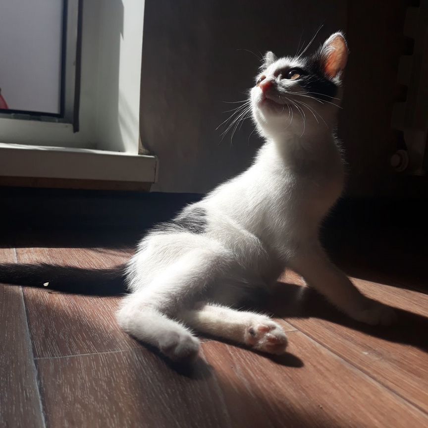 Котёнок в добрые руки