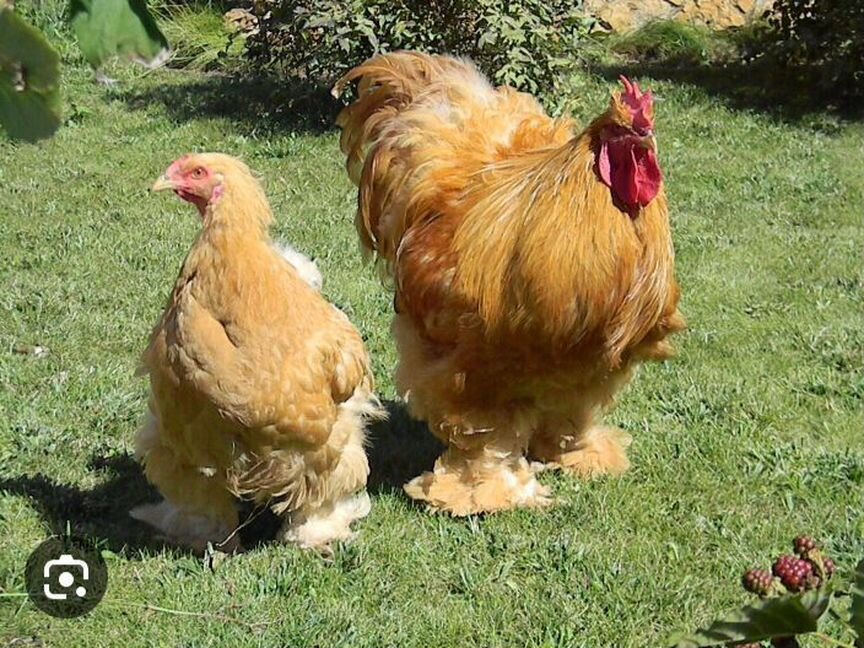 Курочки и петухи палевый кохинхин