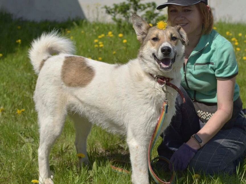 Собака Белка