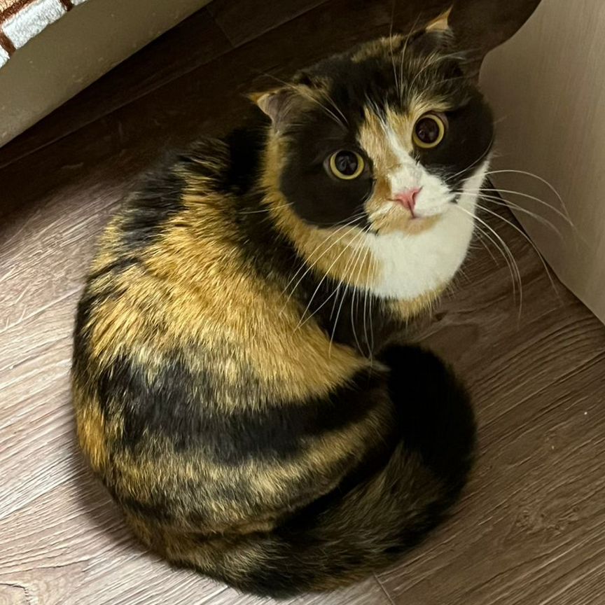 Шотландская вислоухая длинношёрстная, взрослая кошка