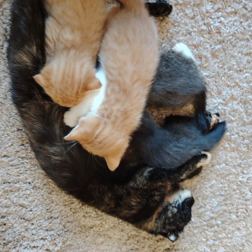 Котятки в добрые руки