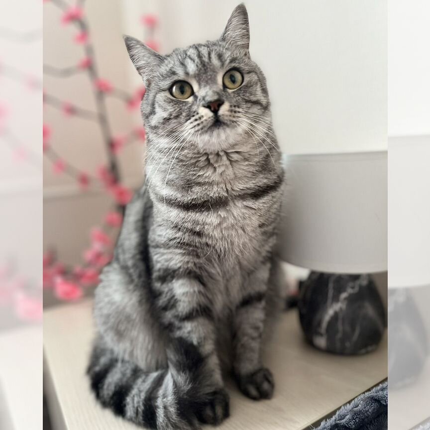 Британская длинношёрстная, взрослая кошка