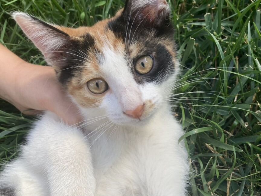 Котята 3 месяца в добрые руки
