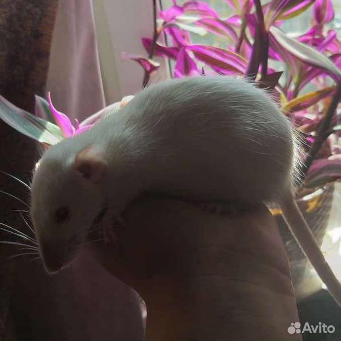 Крыска сиамская