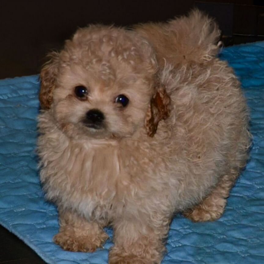 Красота в дом Мальчик