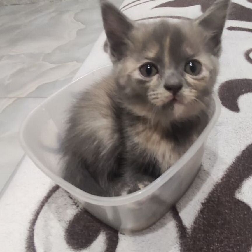 Мейн-кун котёнок