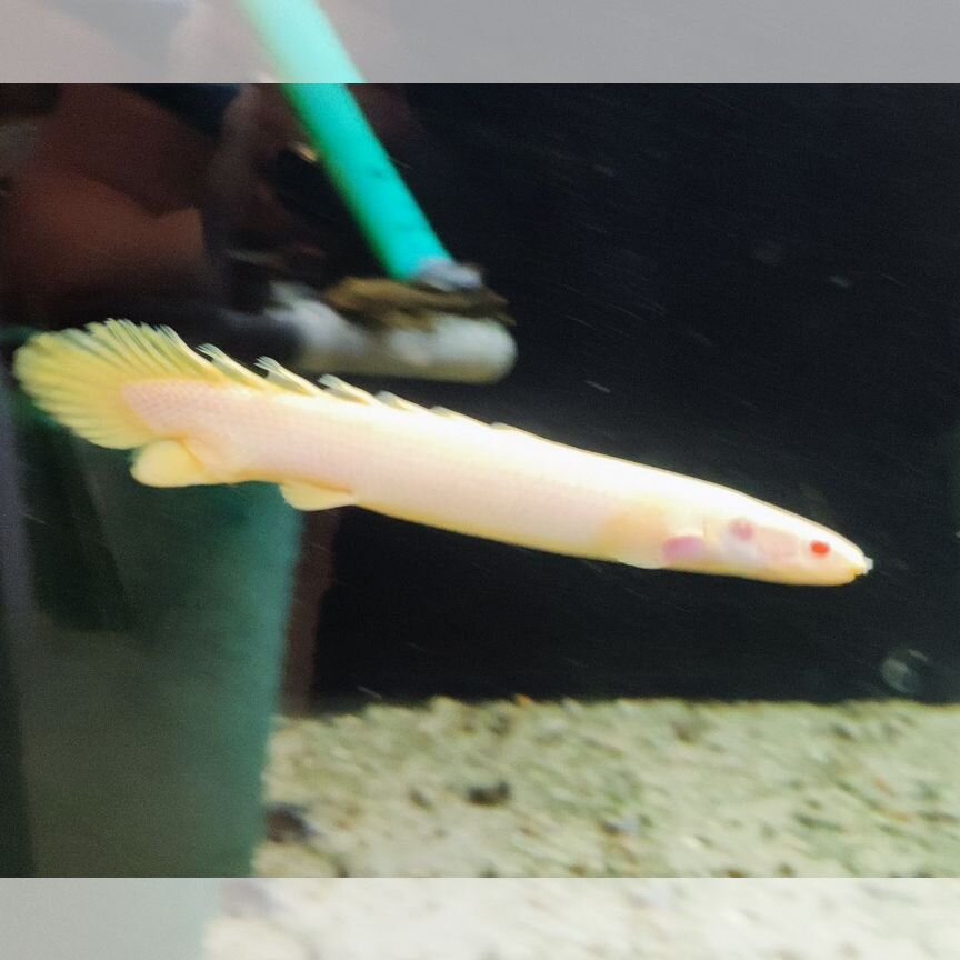 Полиптерус сенегальский альбинос 17 см