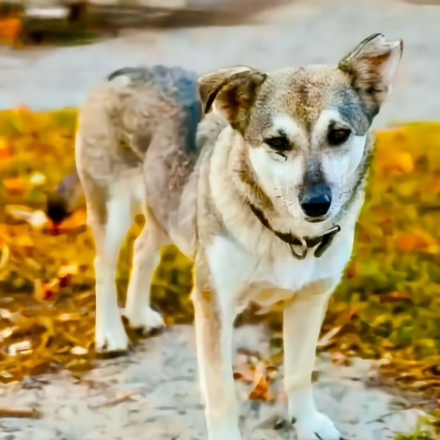Взрослая собака в добрые руки