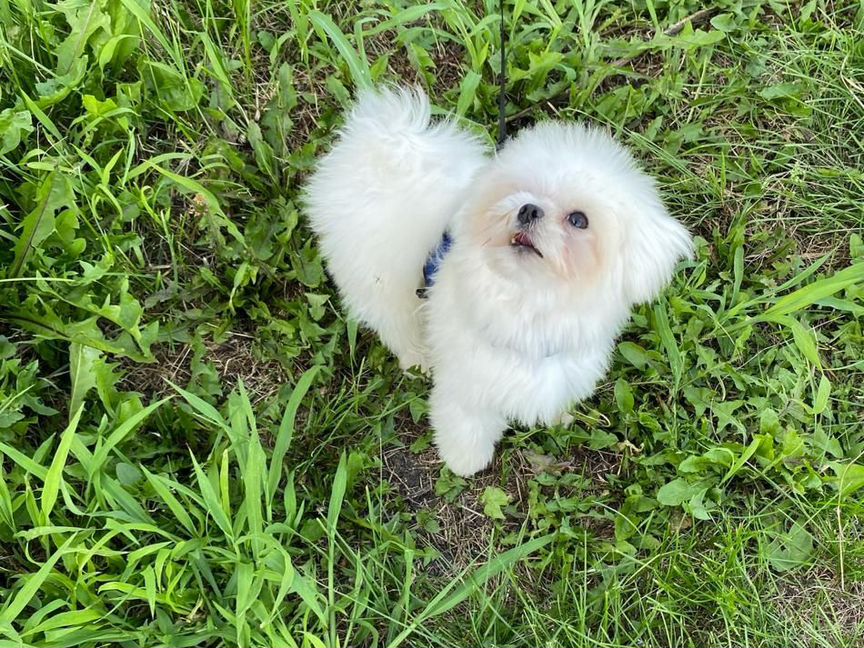 Мальтезе жених