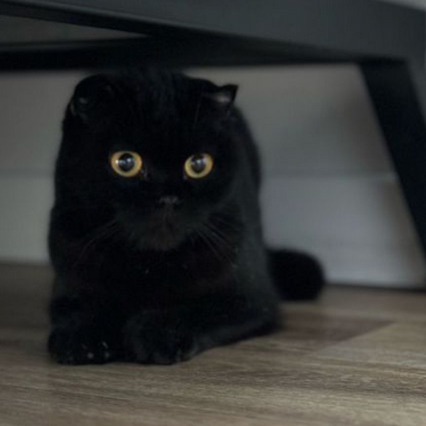 Шотландская вислоухая короткошёрстная кошка, взрослая