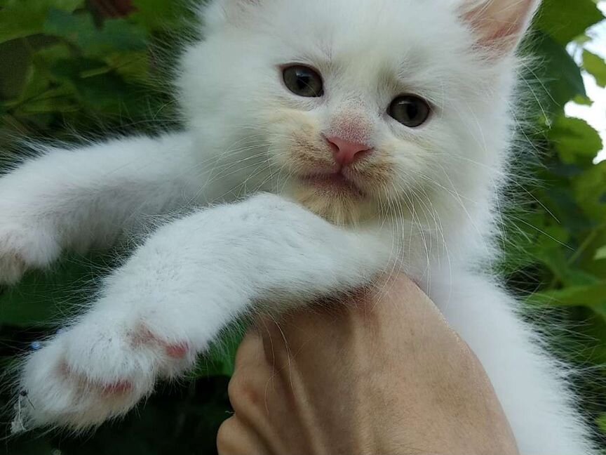 Котёнок