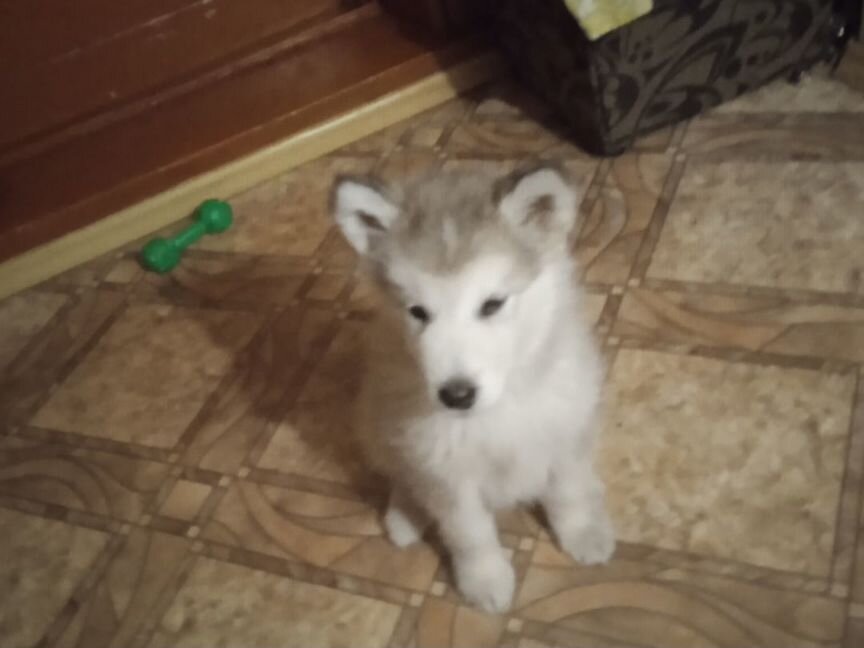 Аляскинский маламут