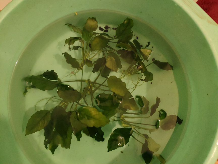 Анубиас, прополка