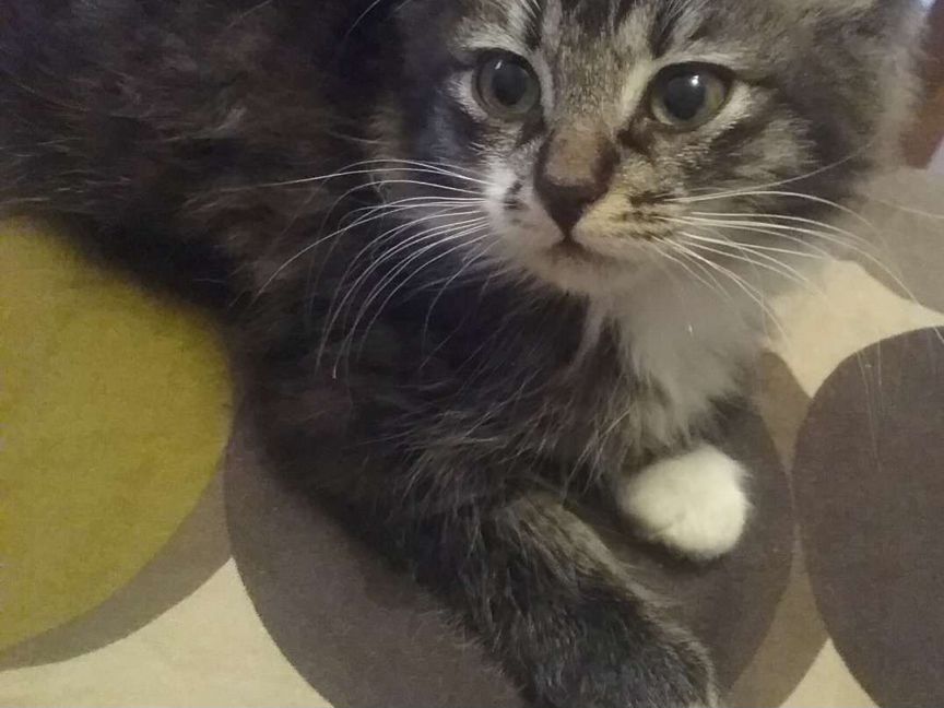 Отдам котенка