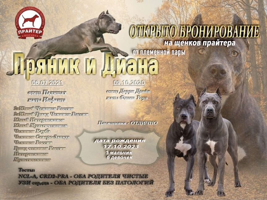 Щенки прайтера