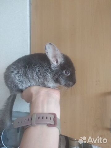 Шиншилла
