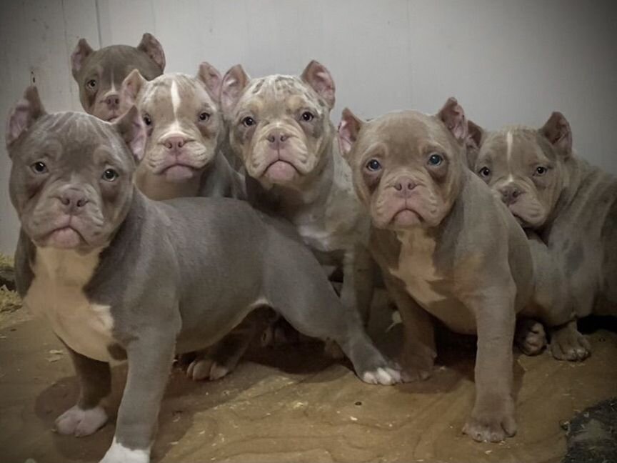 Американский булли - цветные малыши покет