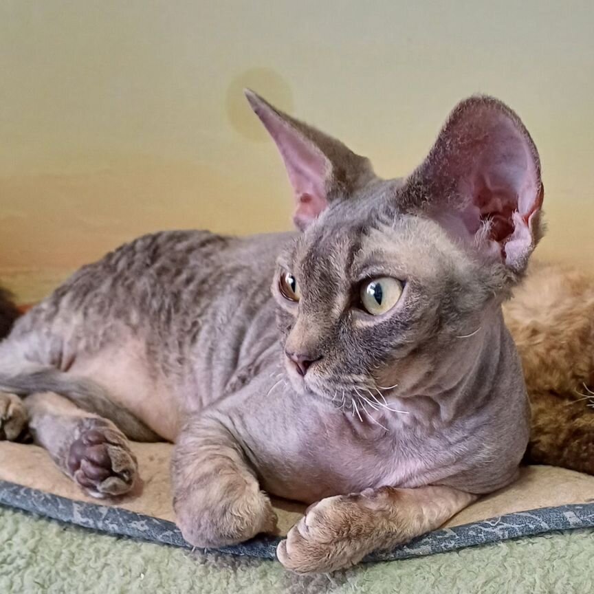 Девон котик