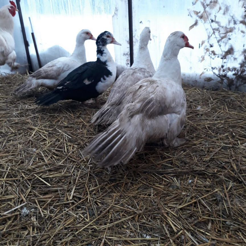 Смья, селезнь и индоутки