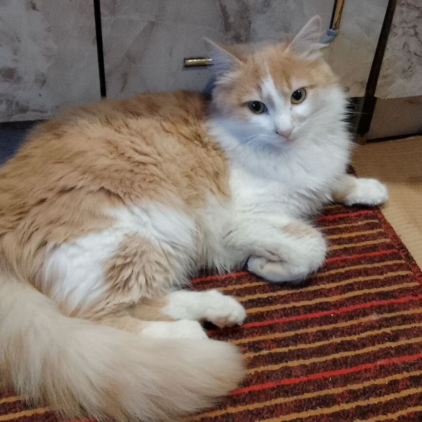 Отдам в хорошие руки кота 9 месяцев
