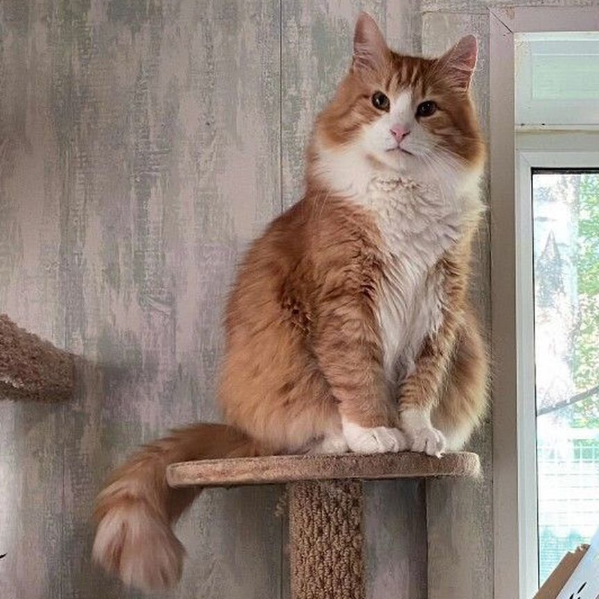 Шикарный котик в добрые руки