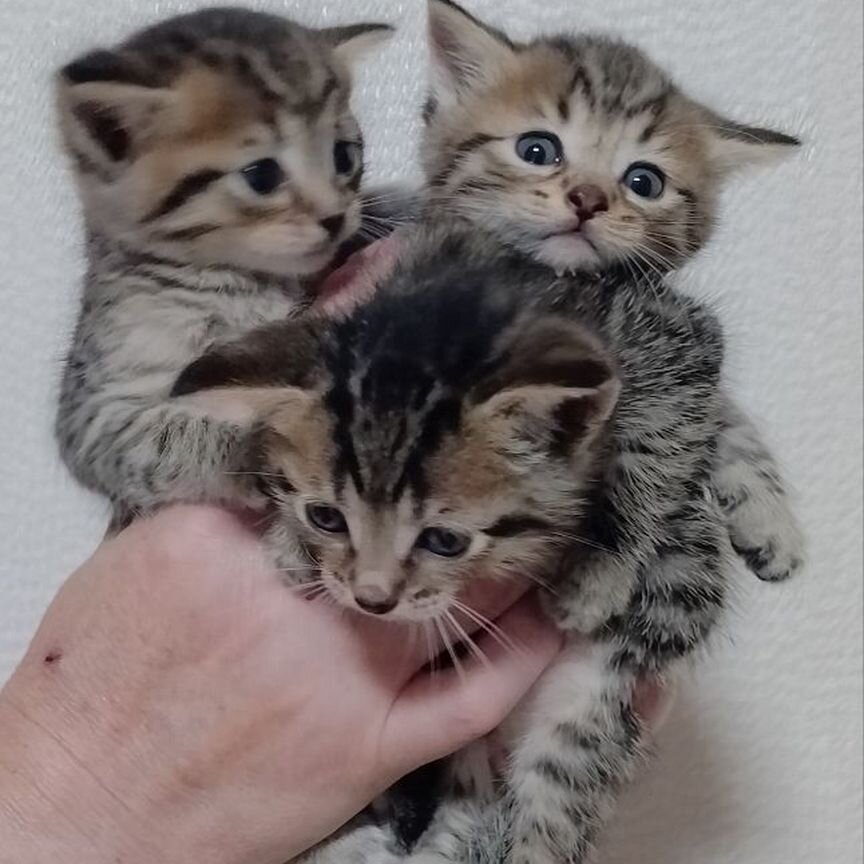 Котята сиротки