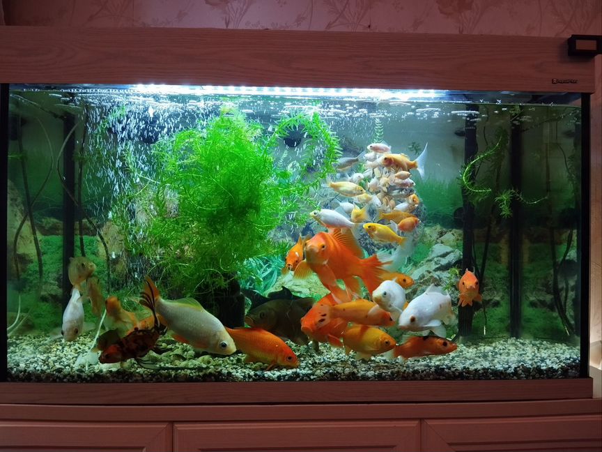 Карась красный(китайский)