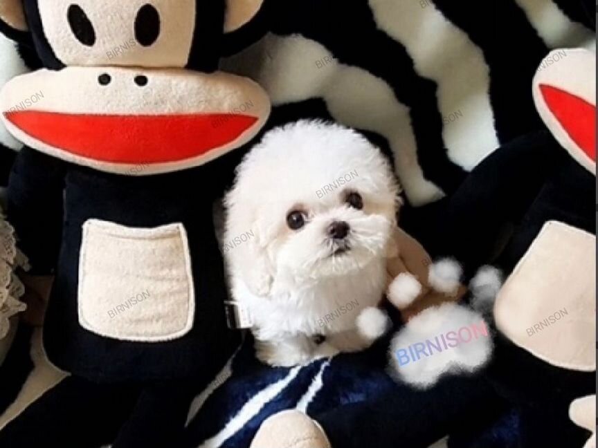 Мальтипу (Мини Бишон)