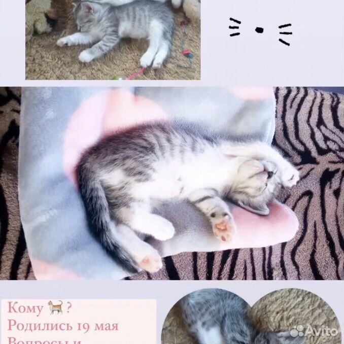 Красивые Котята Ищут Дом