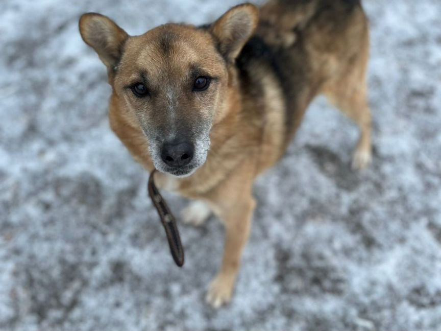 Собака Радик ищет дом