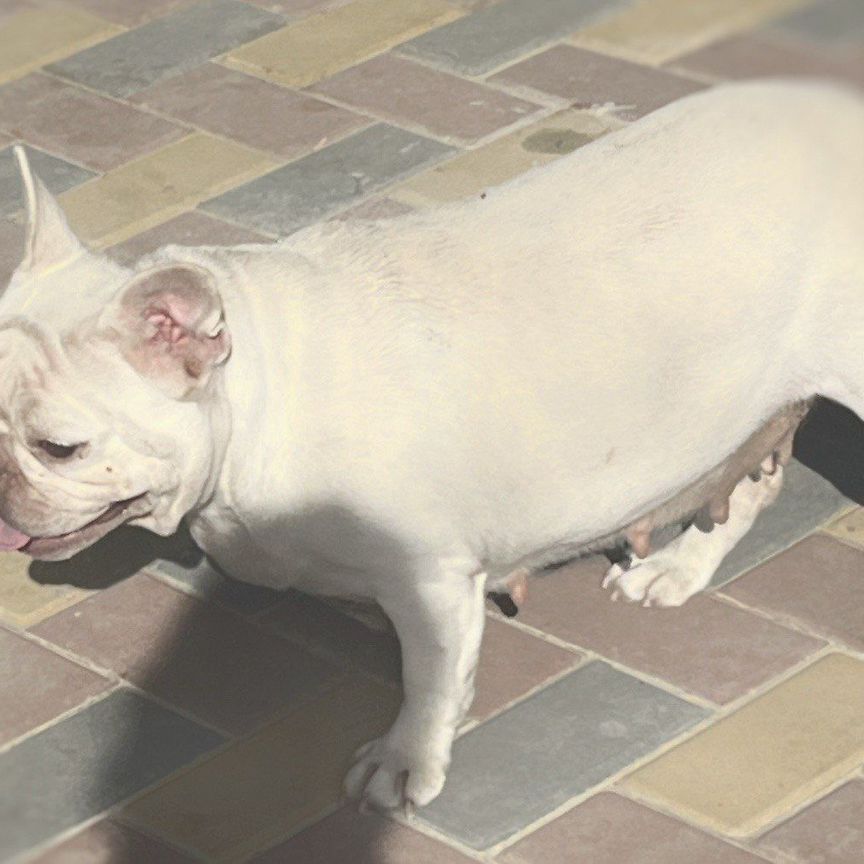 Французский бульдог