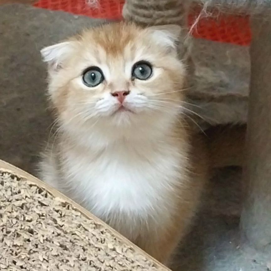 Шотландский прямоухий короткошёрстный котёнок