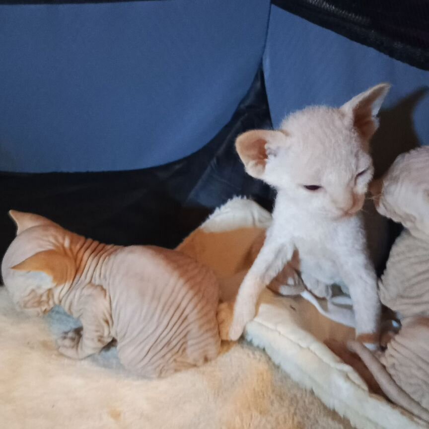 Донской сфинкс котёнок