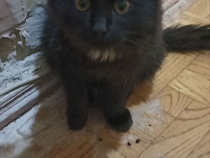 Отдам кота в добрые руки