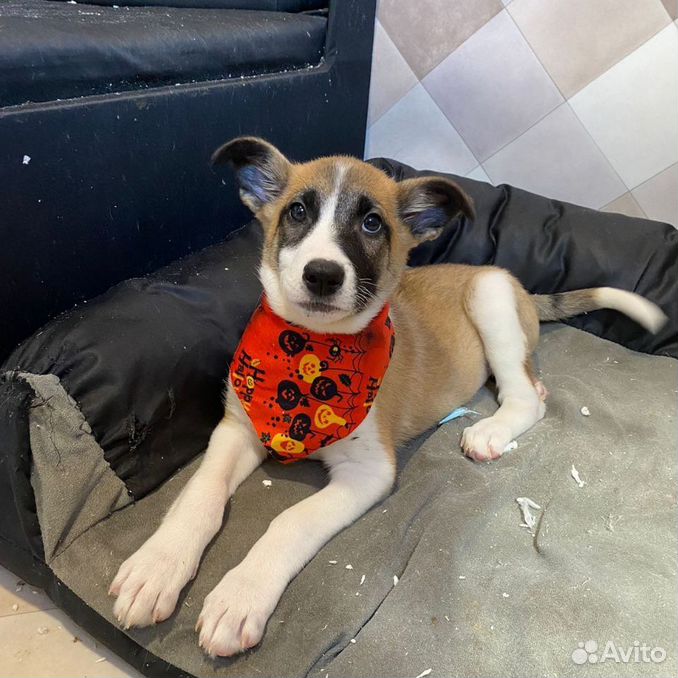 Малышка Элис ищет защиты