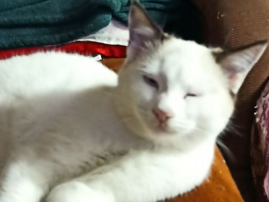 Кот Кокос
