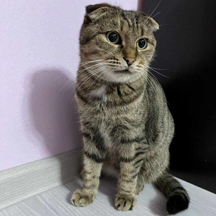 Кошка Фортуна ищет дом