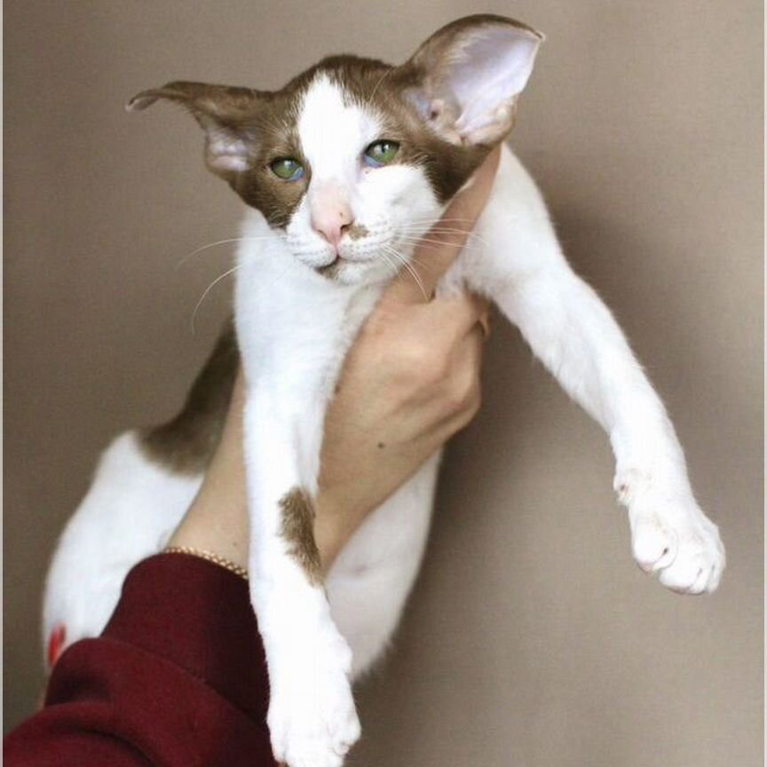Ориентальные котята экстрим
