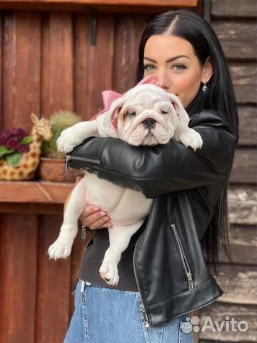 Английский бульдог девочка