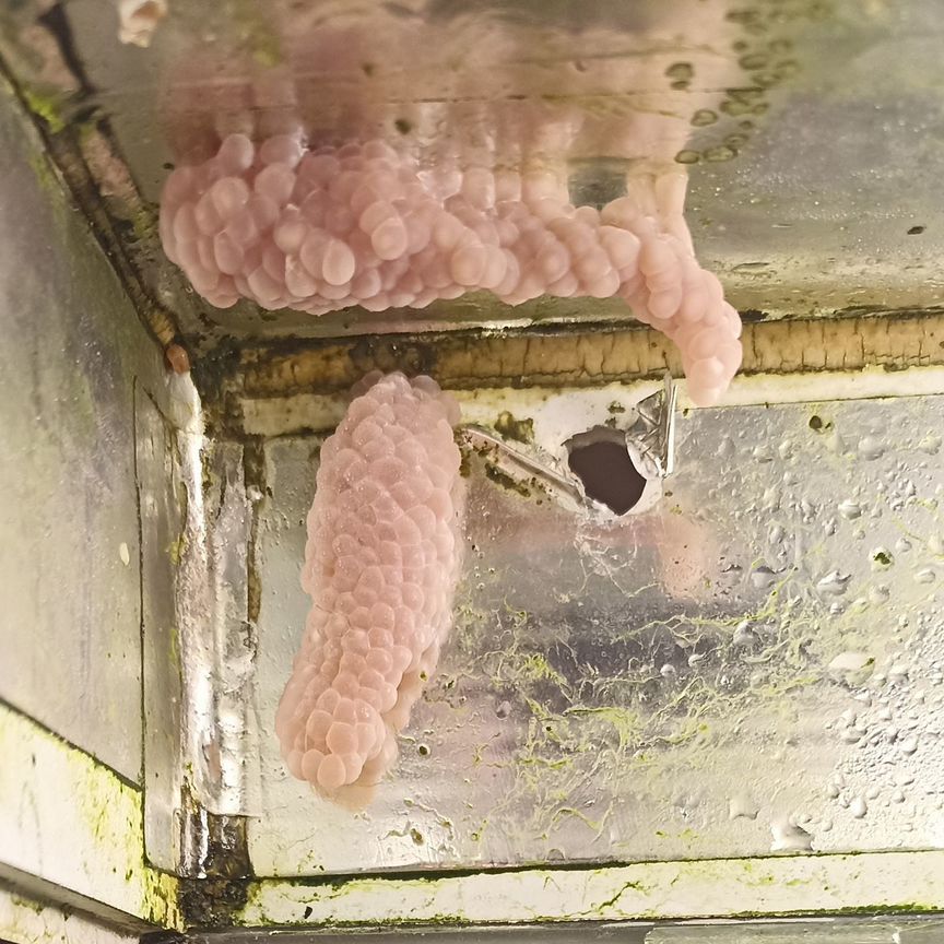 Икра улиток ампулярий