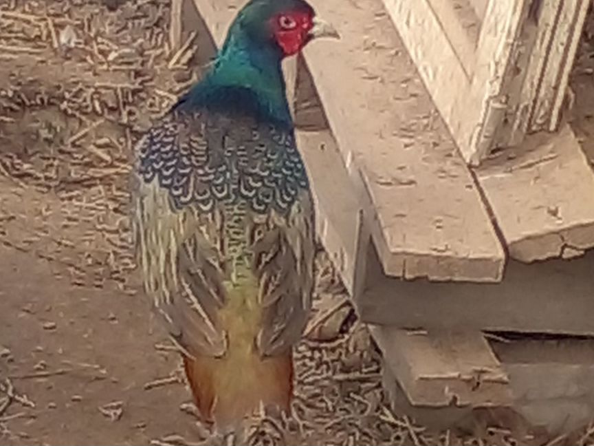 Птица фазан