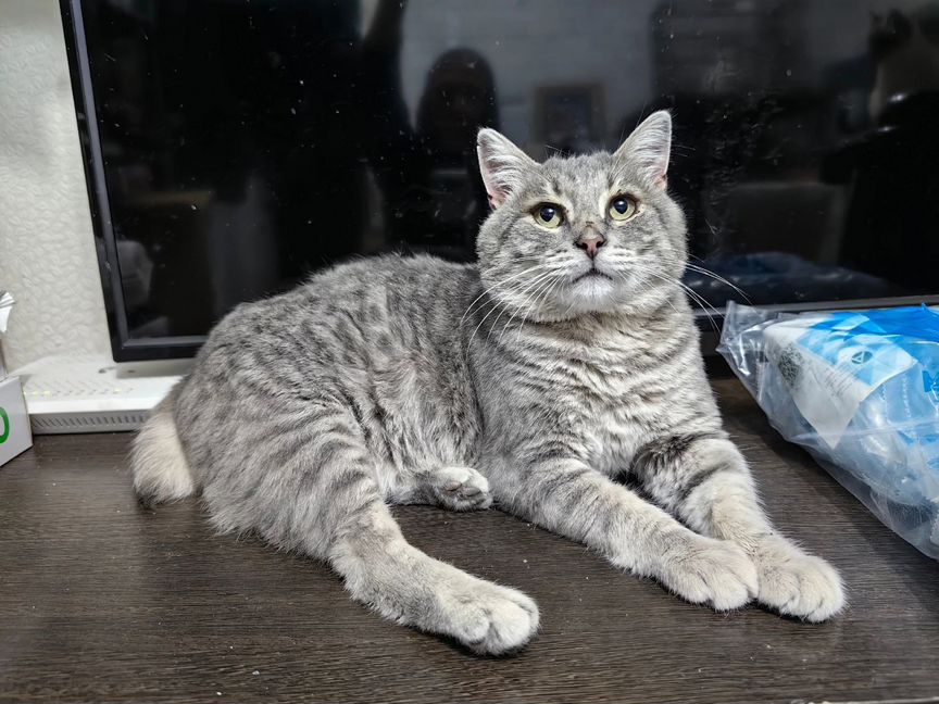 Котик с коротким хвостиком