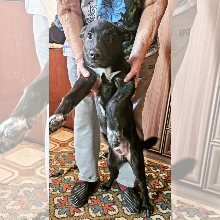 Щенок в добрые руки