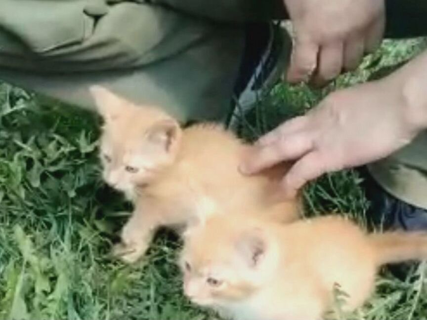 Котята рыжики. Помогите спасти