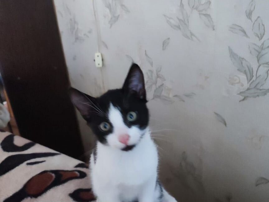 Котята красивые породистые