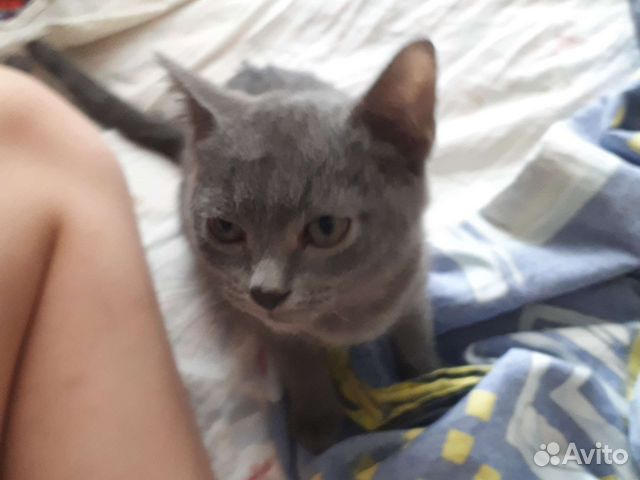 Британская кошка