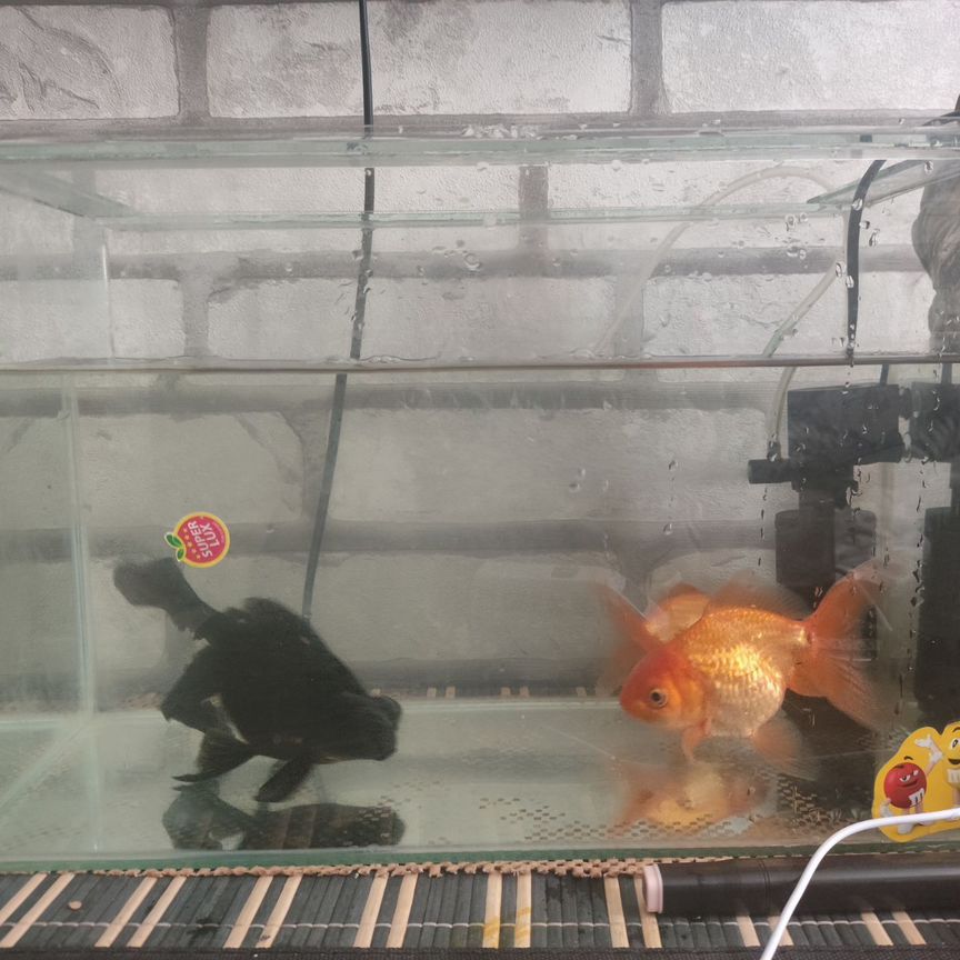 Продам аквариум вместе с рыбками