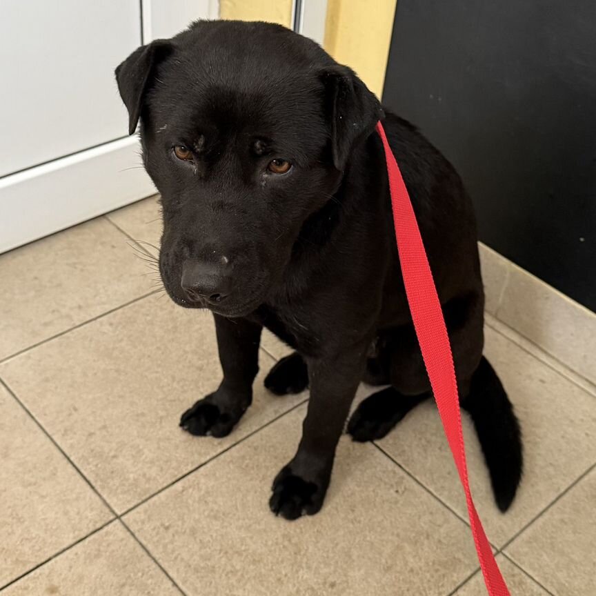 Лабрадор-ретривер, взрослый пёс