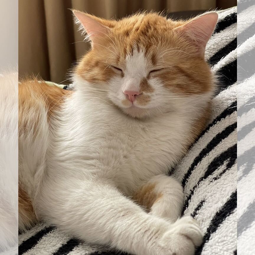 Отдам кота в добрые руки бесплатно